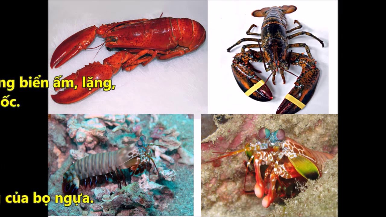 Đa dạng của lớp Giáp xác - YouTube