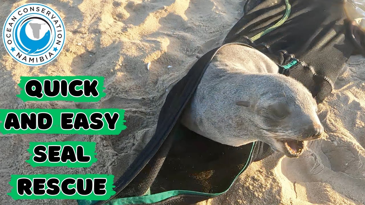 Quick And Easy Seal Rescue - YouTube