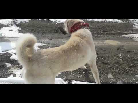 ÖLÜME TERK EDİLEN K9 (İnsanlık ölmüş)