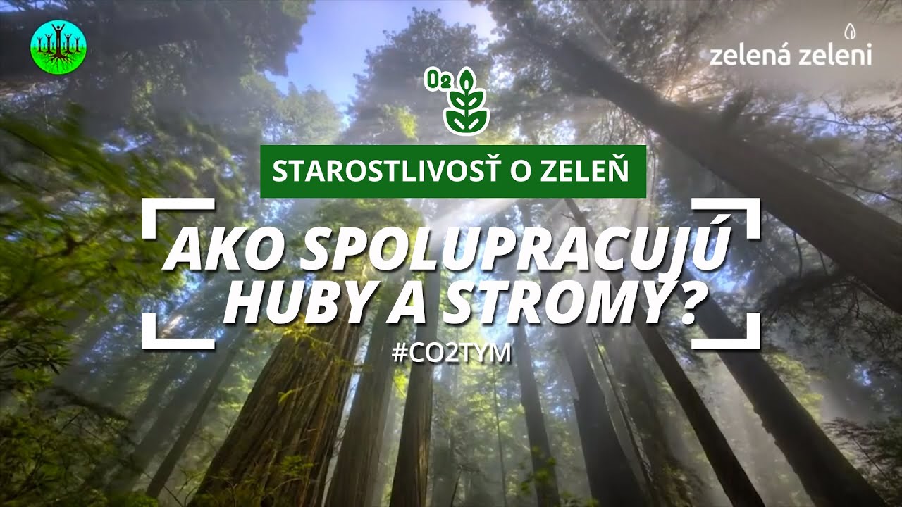 Ako spolupracujú huby a stromy? - YouTube