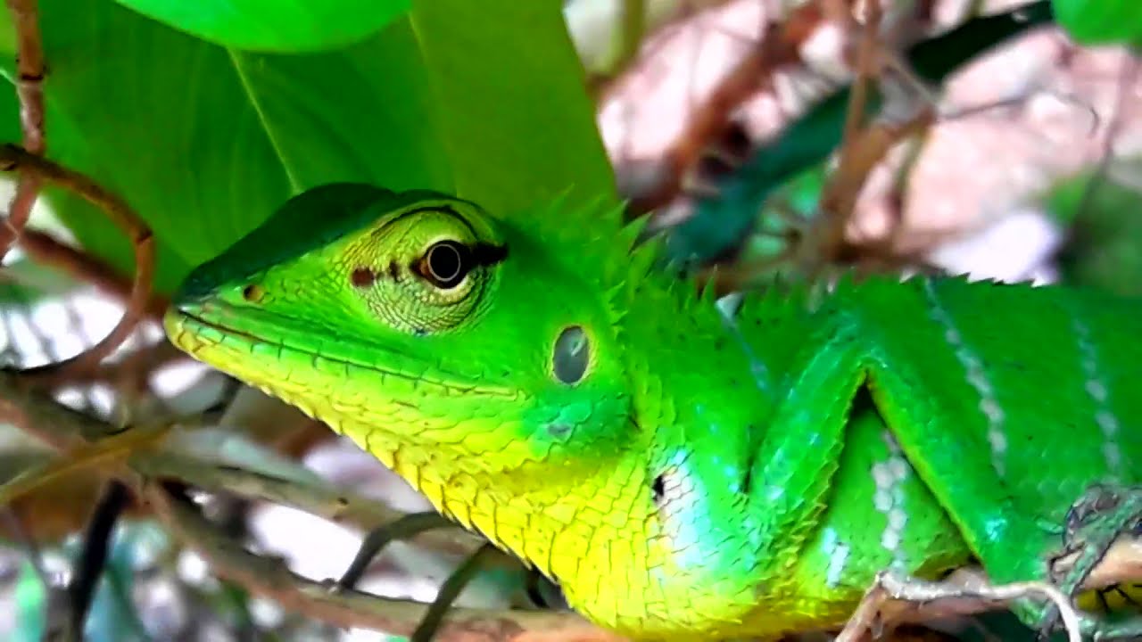 බෝදිලිමා ( Bodilima ) Indian chameleon#naturevideographyofsrilanka ...