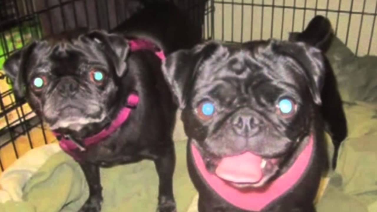 Blue Chip Farm Animal Refuge - YouTube