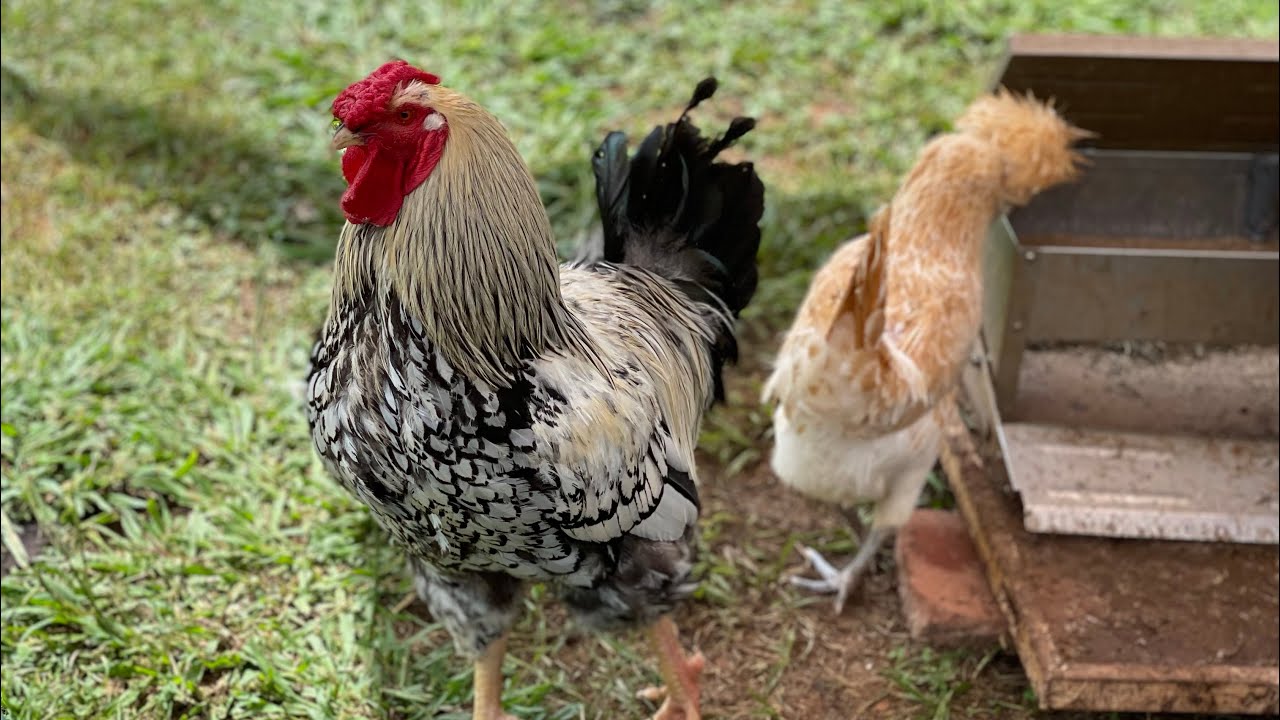 Options For Extra Roosters - YouTube