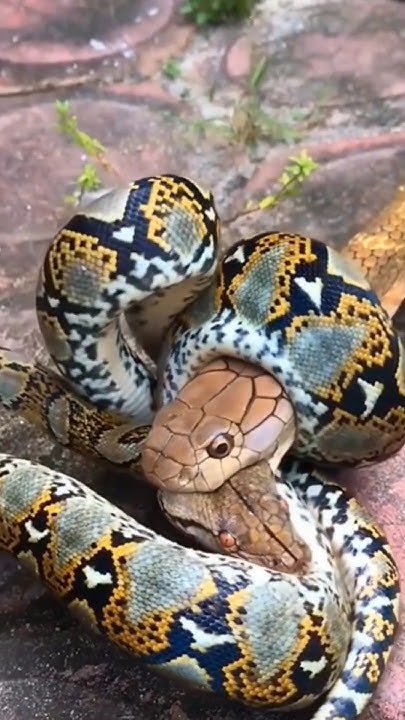 King Cobra vs Python — Who Would Win? #shorts #snake - YouTube