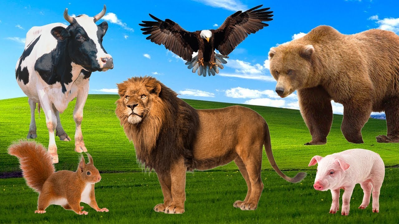 CUTE LITTLE ANIMALS - CHICKEN, DUCK, COW, CAT, DOG, RABBIT, ELEPHANT ...
