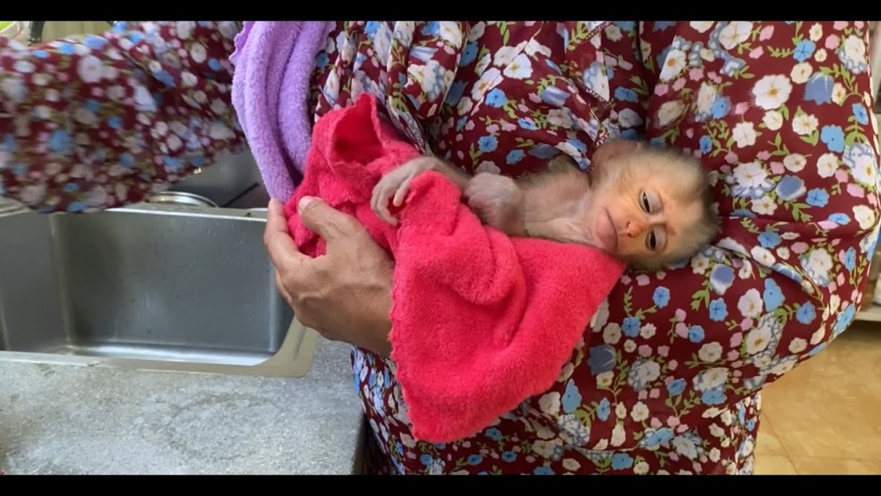 Mom Prepare cleaning Newbrn baby monkey first time - YouTube