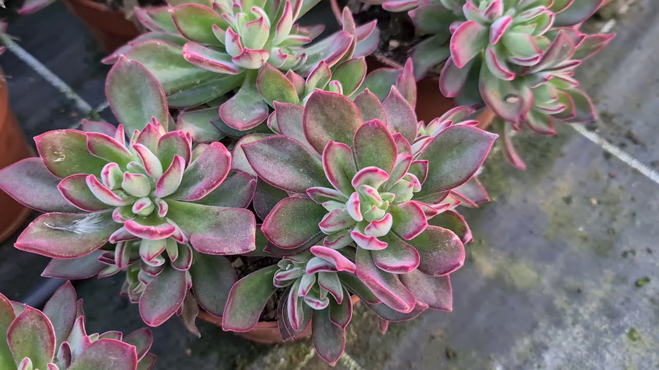 The best succulent of 2021: the Echeveria Devotion - YouTube