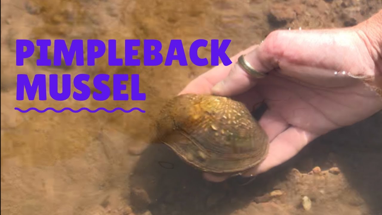 Pimpleback Mussel - YouTube
