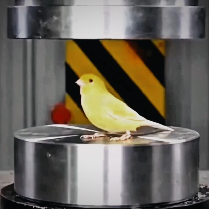 Bird Have Ultra Instinct! - YouTube