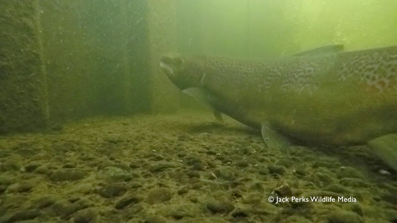 Atlantic Salmon (Salmo salar) in Fish Pass, River Trent - YouTube