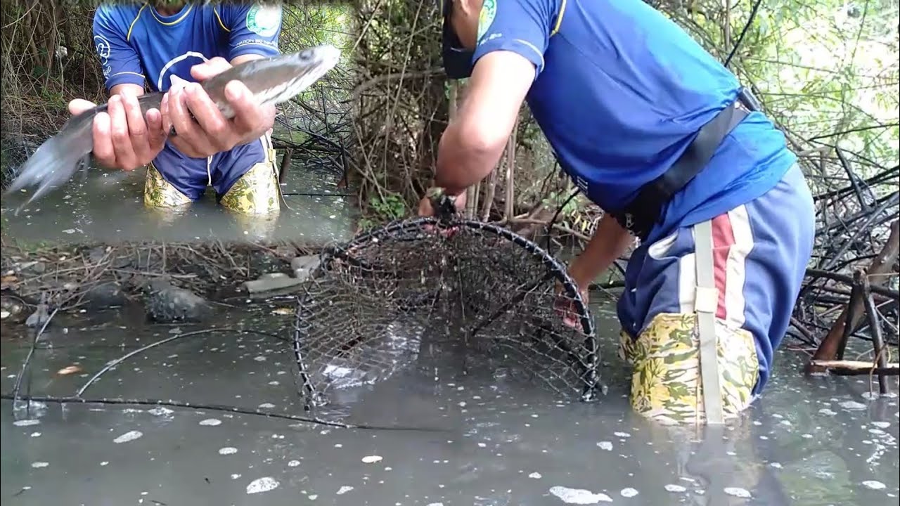 กู้ลอบดักปลาช่อน 22 สิงหาคม ค.ศ.2022 snakehead fish trap - YouTube