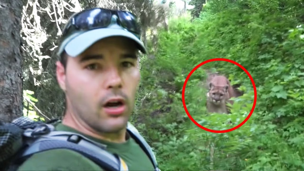 30 Scariest Mountain Lion Encounters of the Year - YouTube