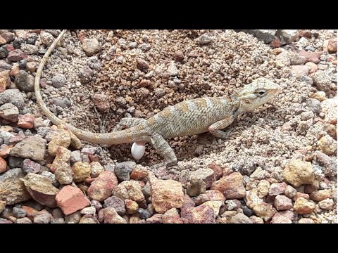 Lizard laying eggs _ Lizard eggs - YouTube