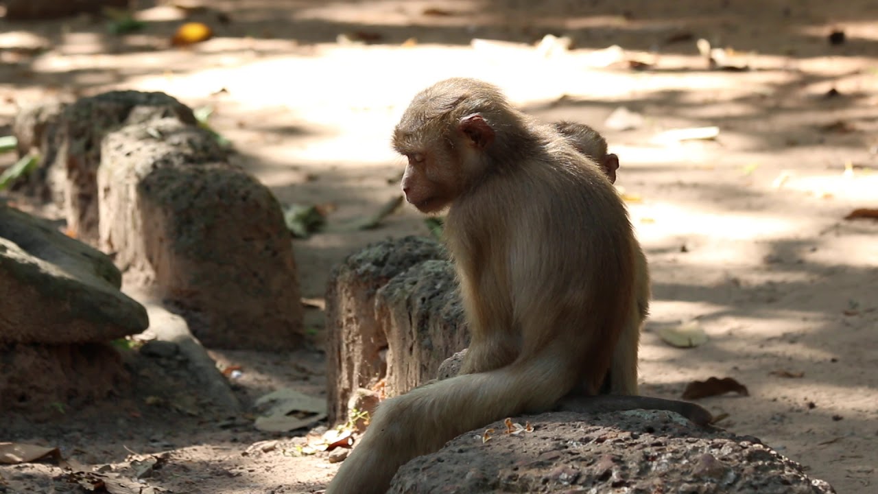 Lovely blind male monkeys picking lice for his brother in the jungle ...