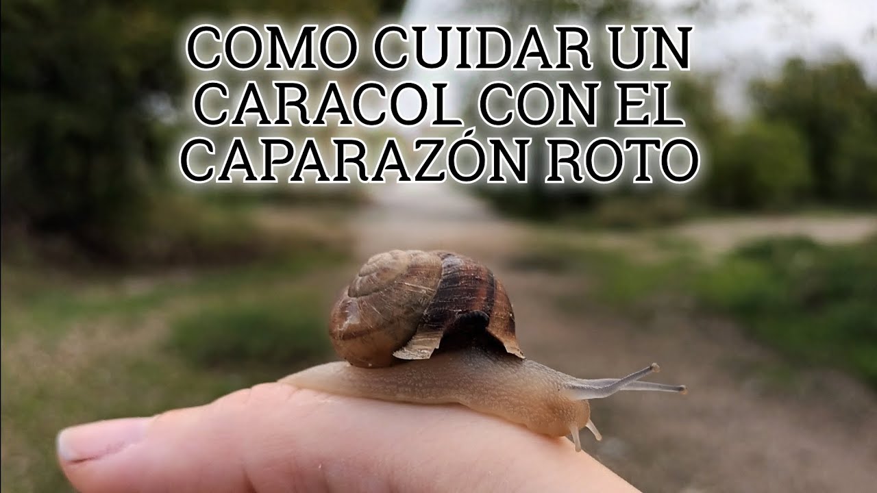 Como cuidar un caracol con el caparazón roto. - YouTube