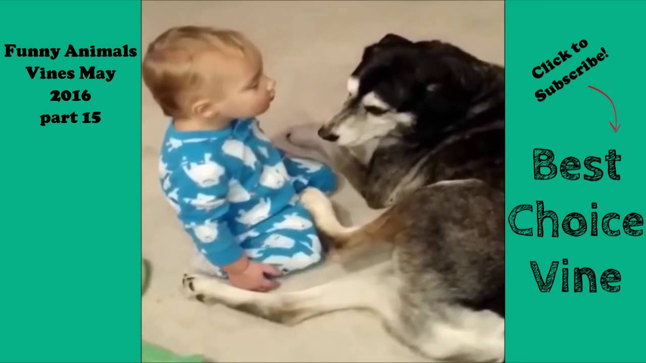 Funny Animals Vines May 2016 part 15 BestChoiceVine - YouTube