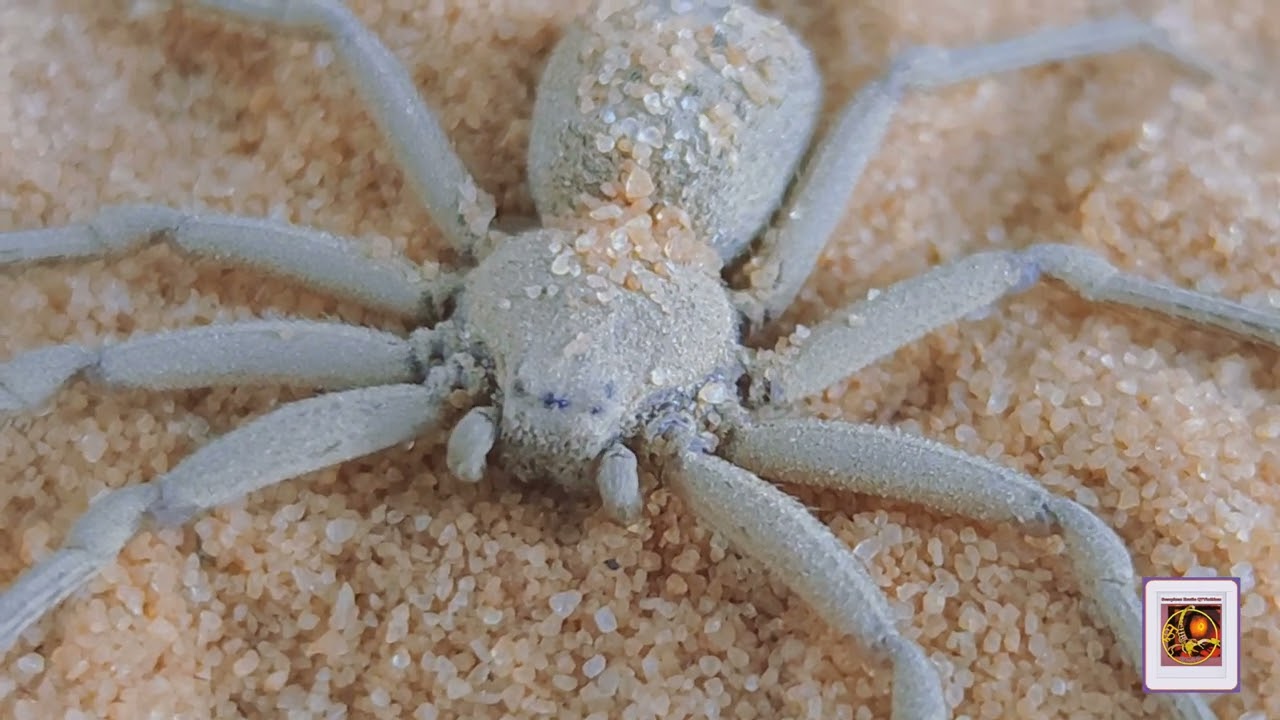 Sand Spider - Sicarius Hahni Nhện Cát 6 Mắt 6眼沙蜘蛛 - 6 눈 모래 거미 - แมงมุม ...
