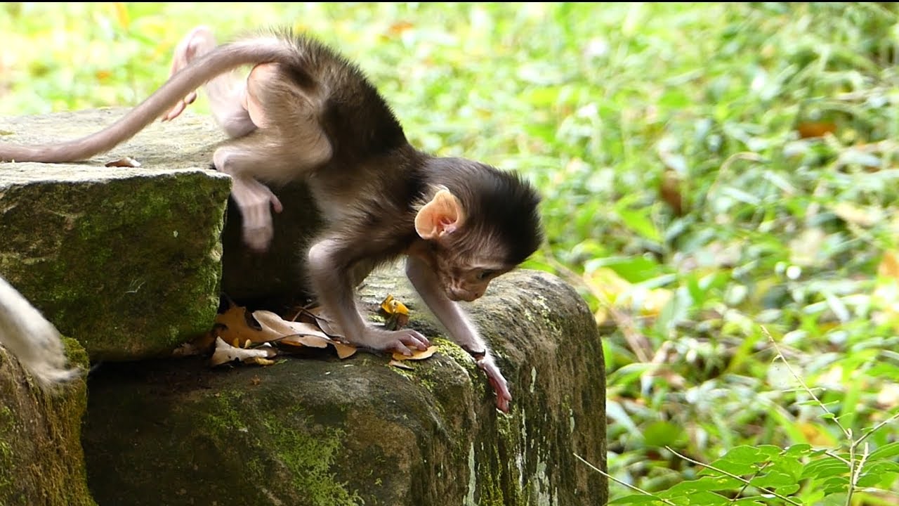Strong baby Vixen most active want to get down from high stone, it very ...