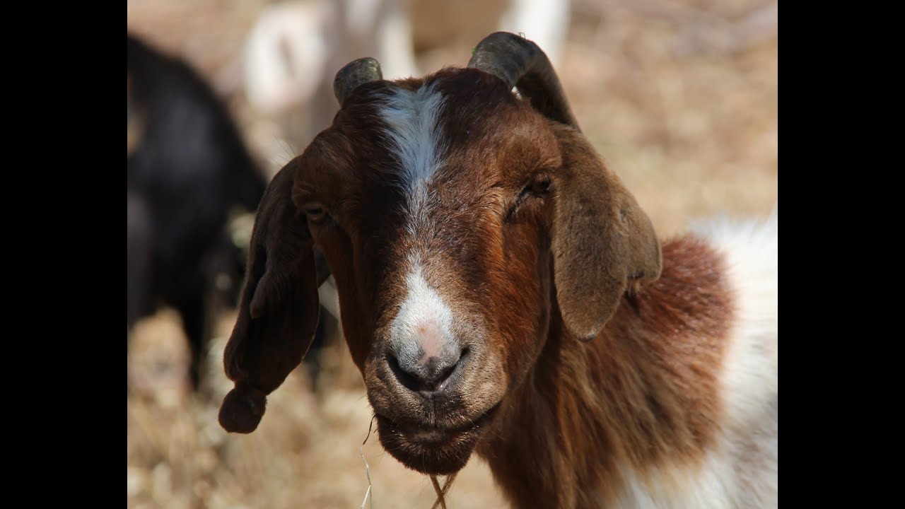 Goat Cam - YouTube