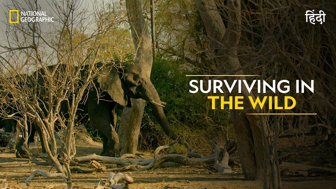 Surviving in the Wild | Savage Kingdom | हिन्दी | Full Episode | S4-E5 ...