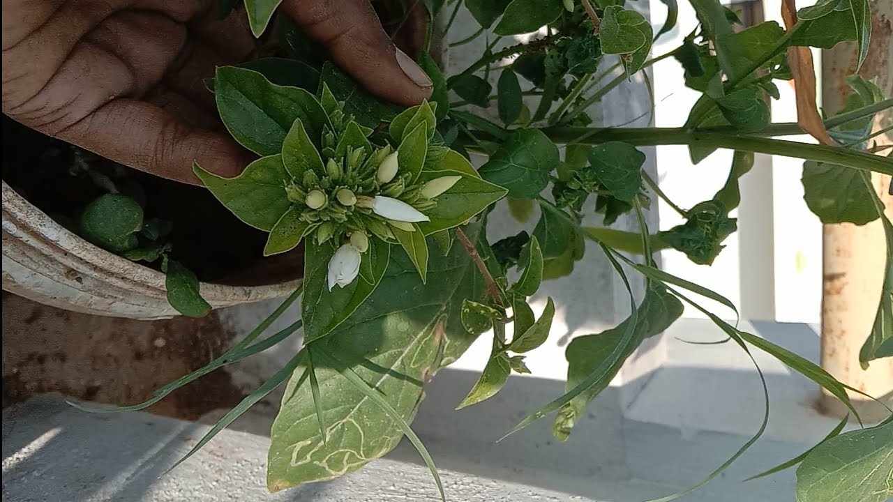 kakattam poo flower terrace garden - YouTube