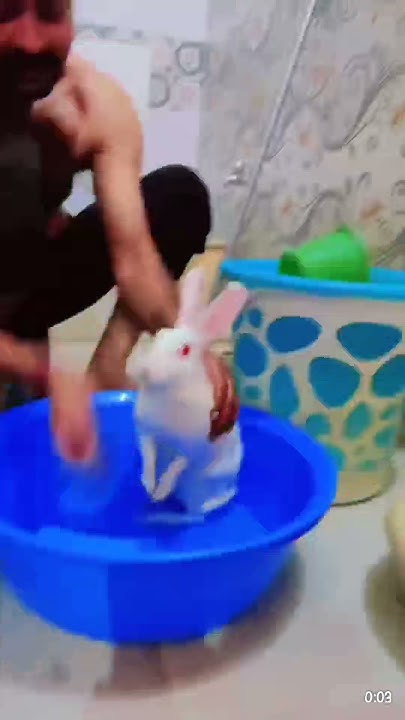 When u accidentally opened my gallery 😍🐇 #petlover #rabbit #bunny - YouTube