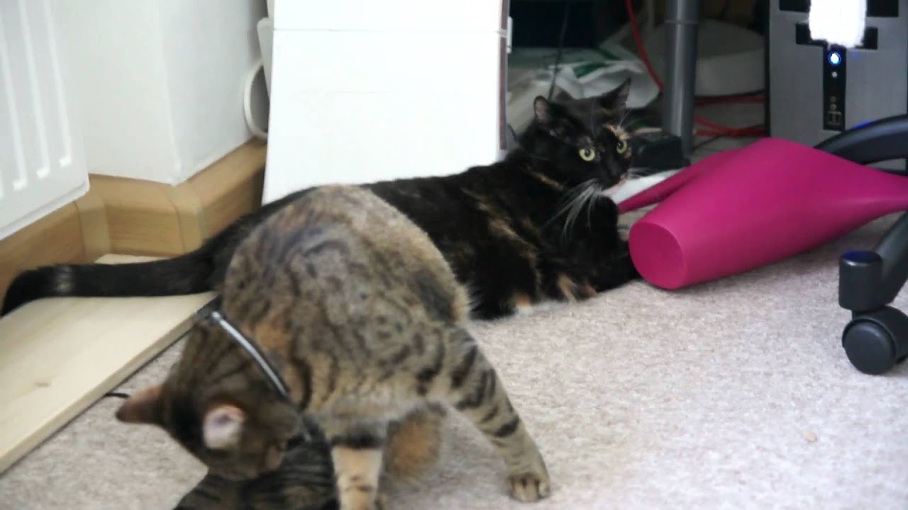 Neues von der Gatze - YouTube