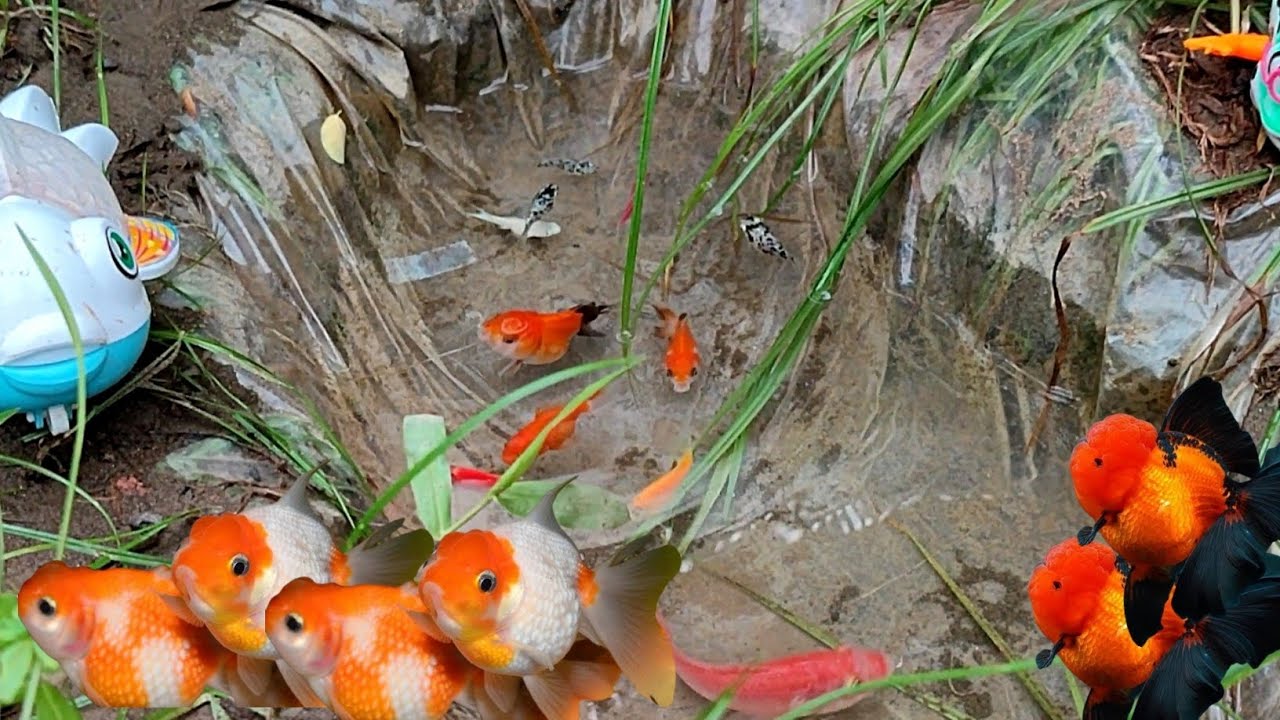 Tangkap ikan hias warna warni, ikan glofish, ikan mas koki, ikan balon ...