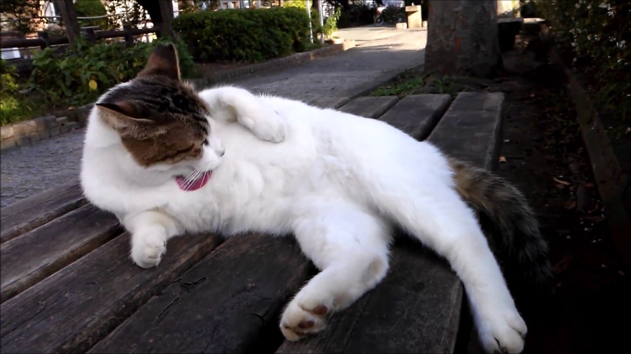 川崎のベロ猫 (The Stray Cat loll out its tongue) - YouTube