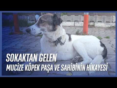 Sokaktan Gelen Mucize Köpek Paşa