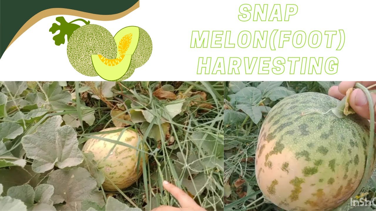 Harvesting Snap Melon(FOOT) from My Garden | Fresh & Juicy | Step-by-Step Guide | Easy Recipes ...