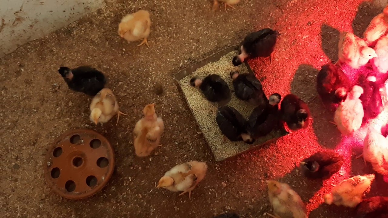 Pui gat golas gri barat o saptamana - YouTube