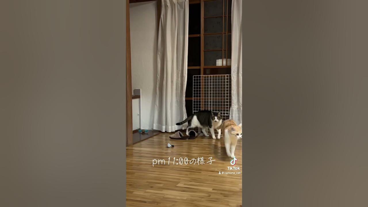 pm11:00 / The scene at 11 PM - YouTube