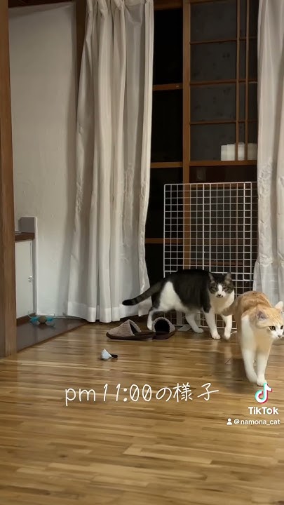 pm11:00 / The scene at 11 PM - YouTube