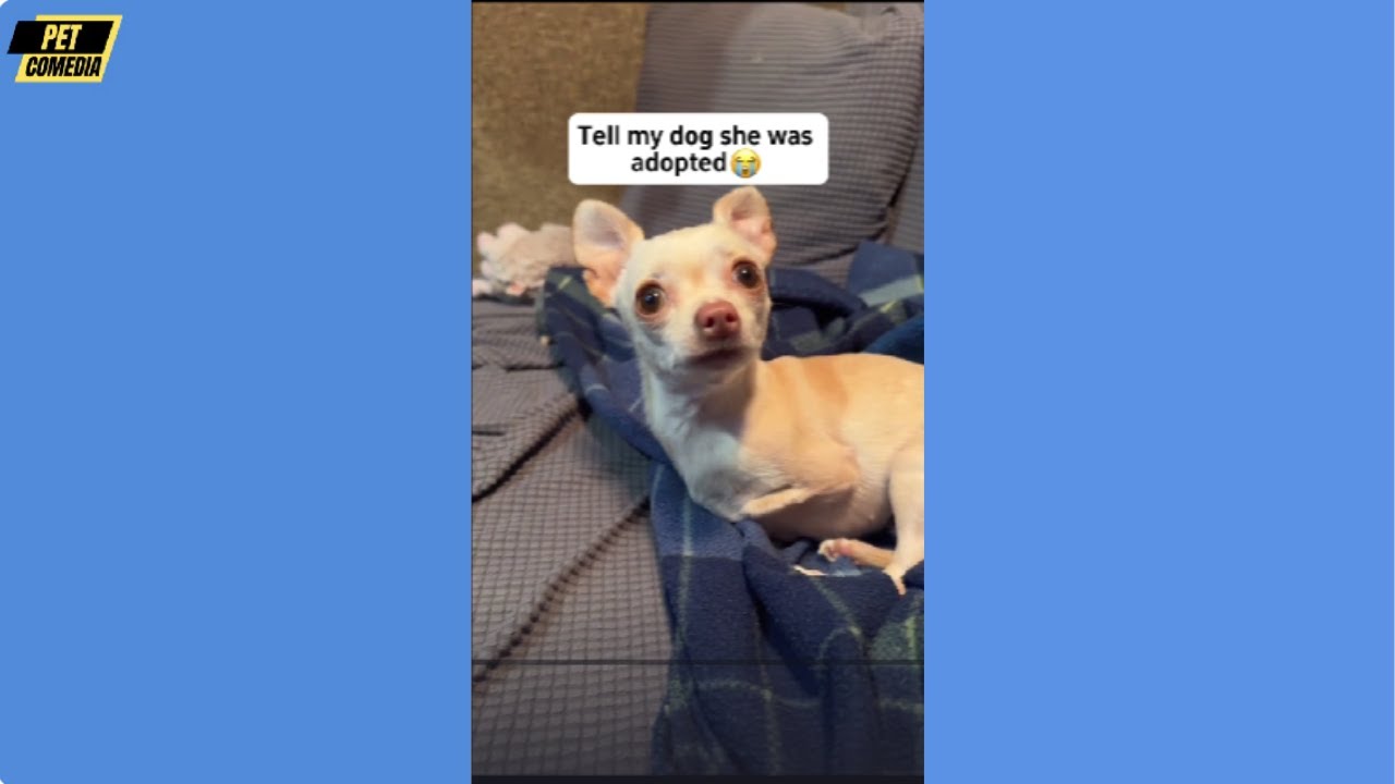 Hilarious Funny Dog Compilation| Cutest and Funniest Dogs Ever ...