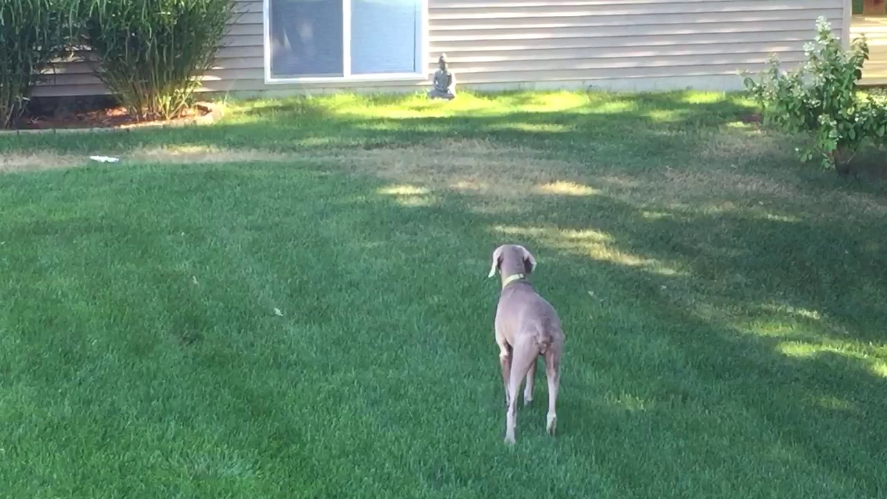 Weimaraner sneak attack on statue - YouTube
