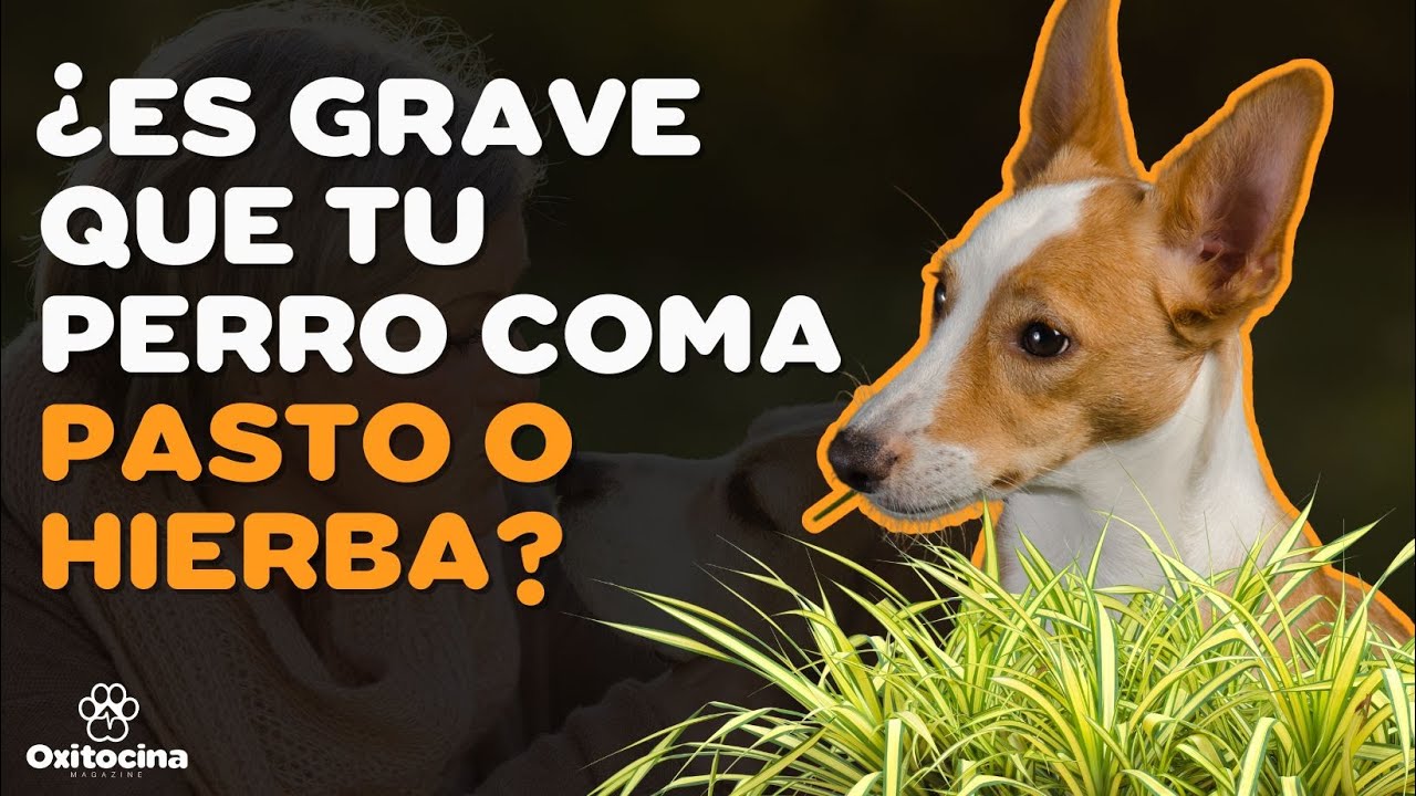 Pueden Los Perros Caminar Sobre Hierba Scott Y Alimentarse