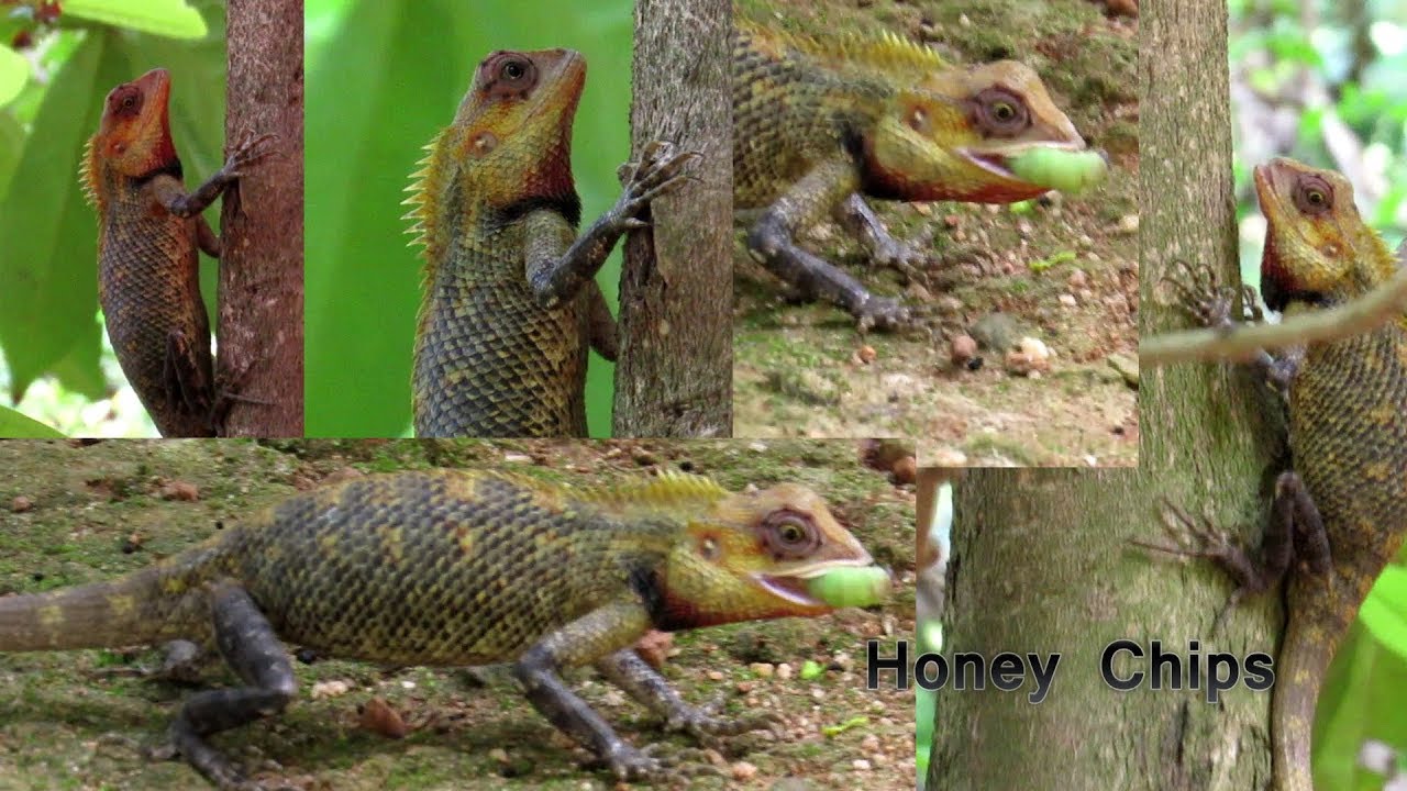 Lizard in red water apple | Indian Lizard - YouTube