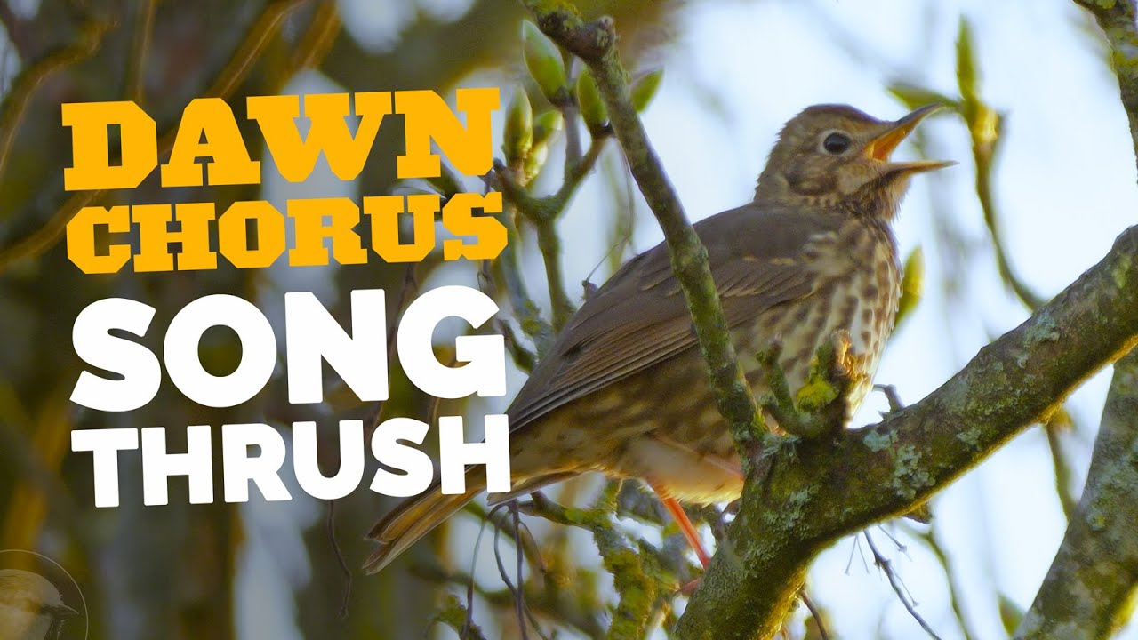 Spring Morning Dawn Chorus | Song Thrush & Friends #birds - YouTube
