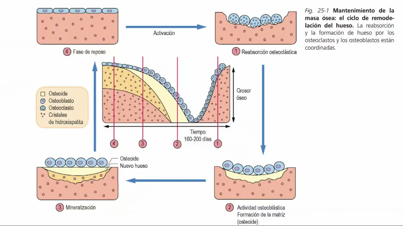Homeostasis del calcio - YouTube