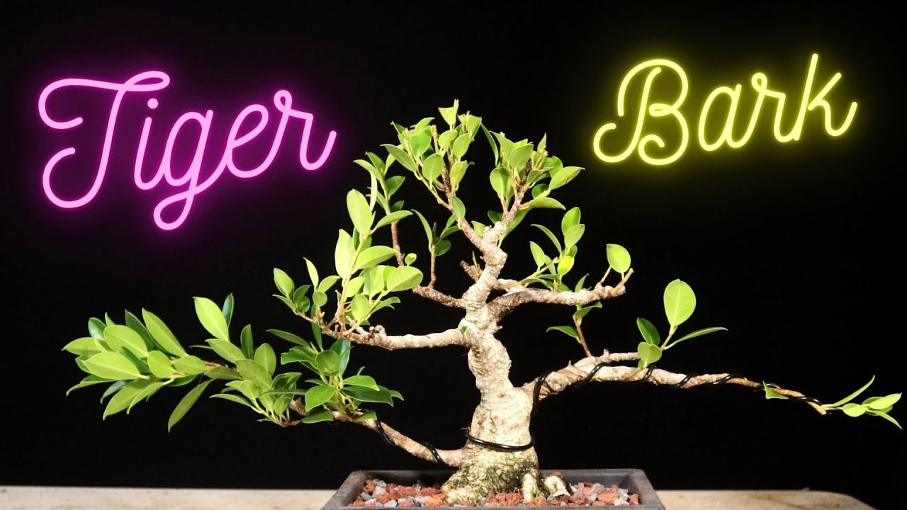 Tiger Bark Ficus Bonsai Tree Ficus MIcrocarpa Maintenance Work - YouTube