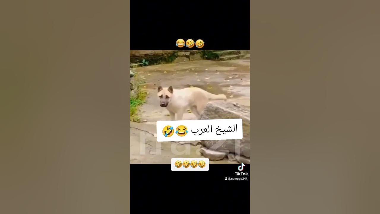 ستوريات انستا حاللت واتساب Youtube