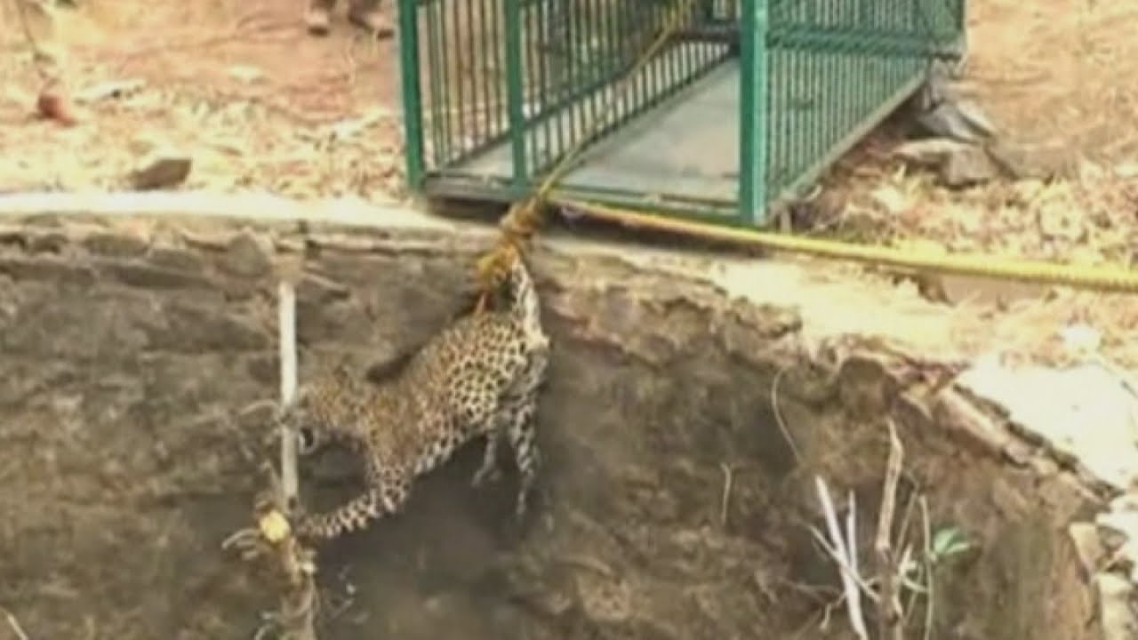 Dramatic footage: Wild leopard rescued from a well in India - YouTube