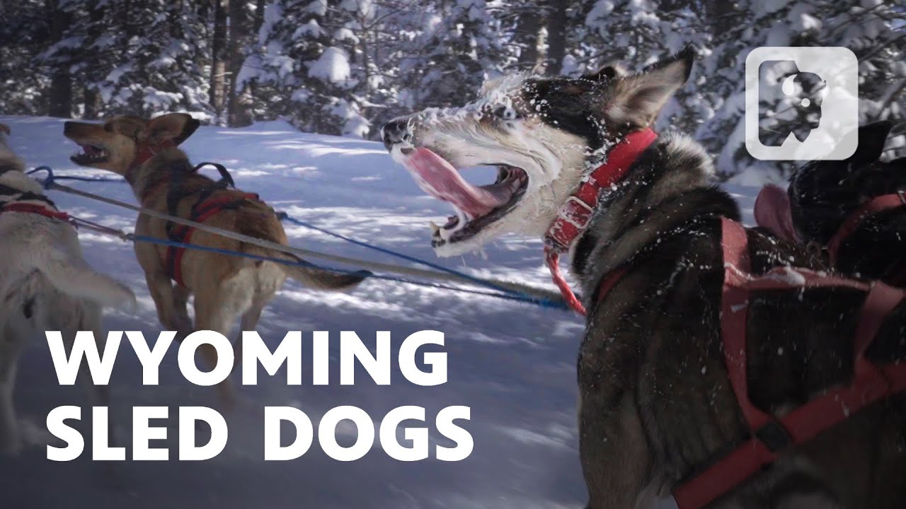 Meet the Wyoming dog musher who refused to give up her dream of racing ...