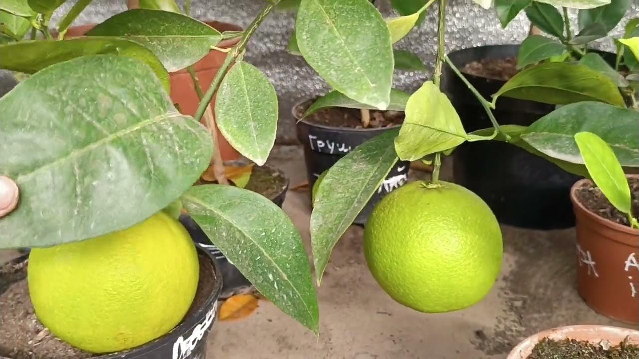 Апельсин Вашингтон Навел🍊 і його походження)) - YouTube