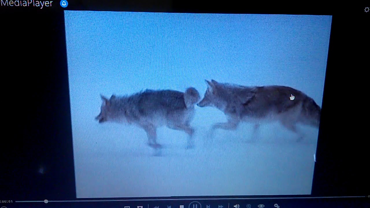 Playing Game 7 of bEqual Madagascar Trivia DVD Game - YouTube