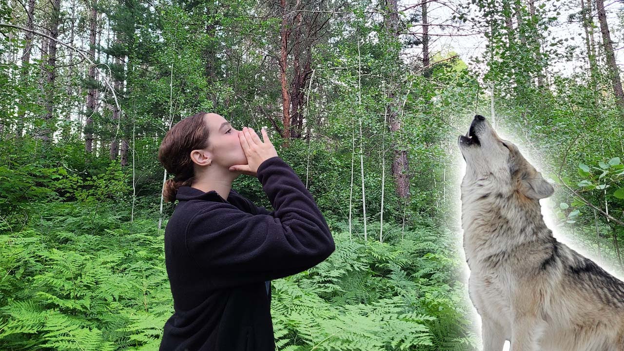 Wolf Standing Like Human