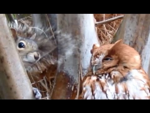 Screech Owl Attacks Squirrel - YouTube