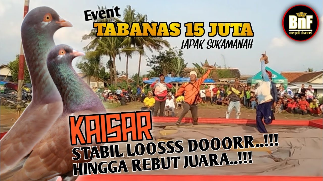 🏆 Lomba Merpati Kolong || Event TABANAS 15 Juta / Lapak SUKAMANAH ...
