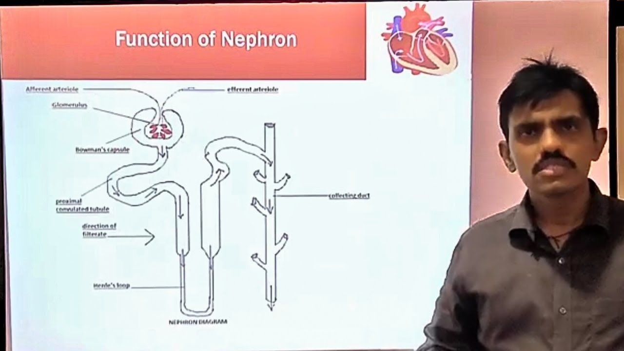 RAAS System Basics- Factors affecting RAAS Pathway - YouTube